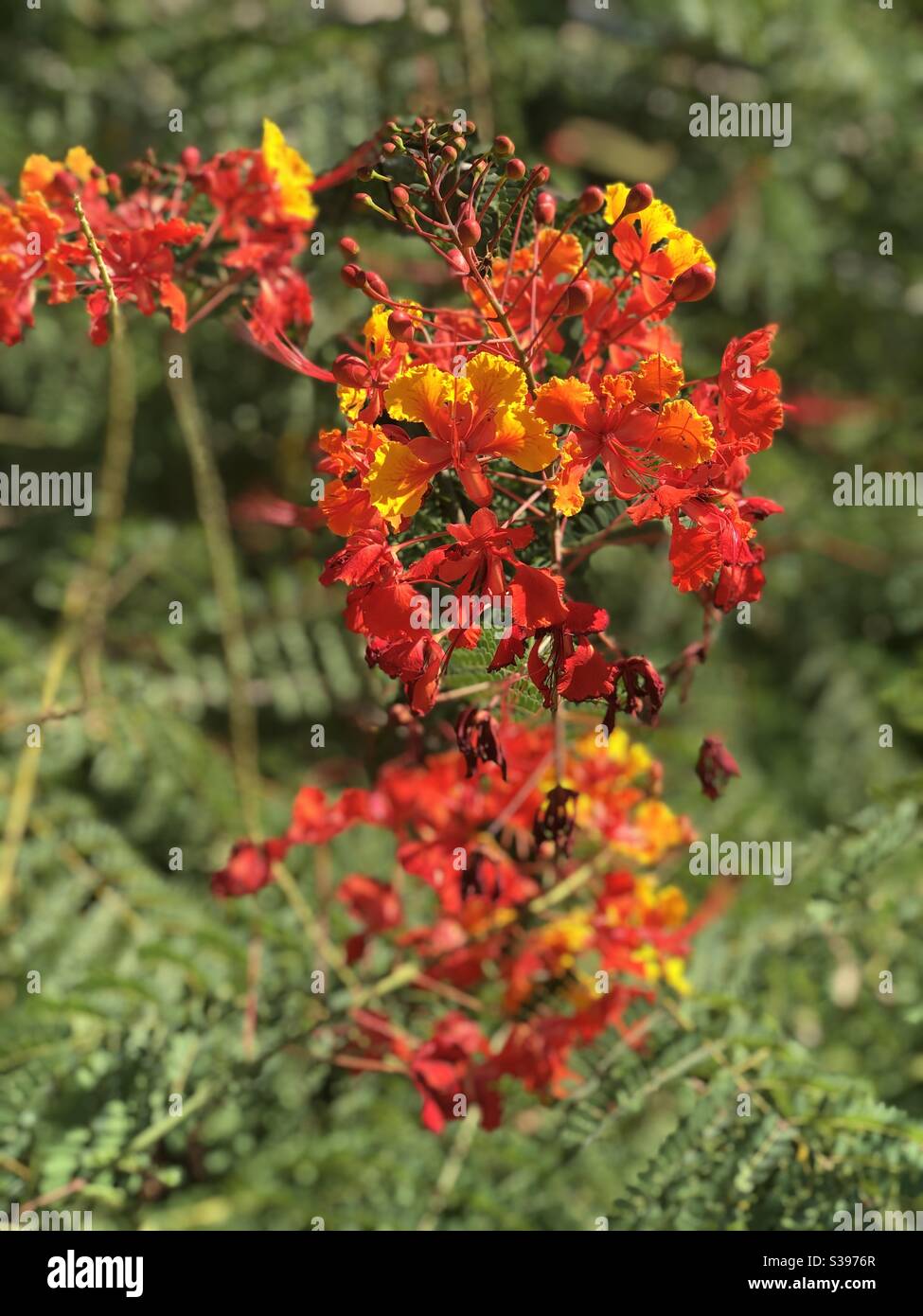 Peacock flowers hi-res stock photography and images - Alamy
