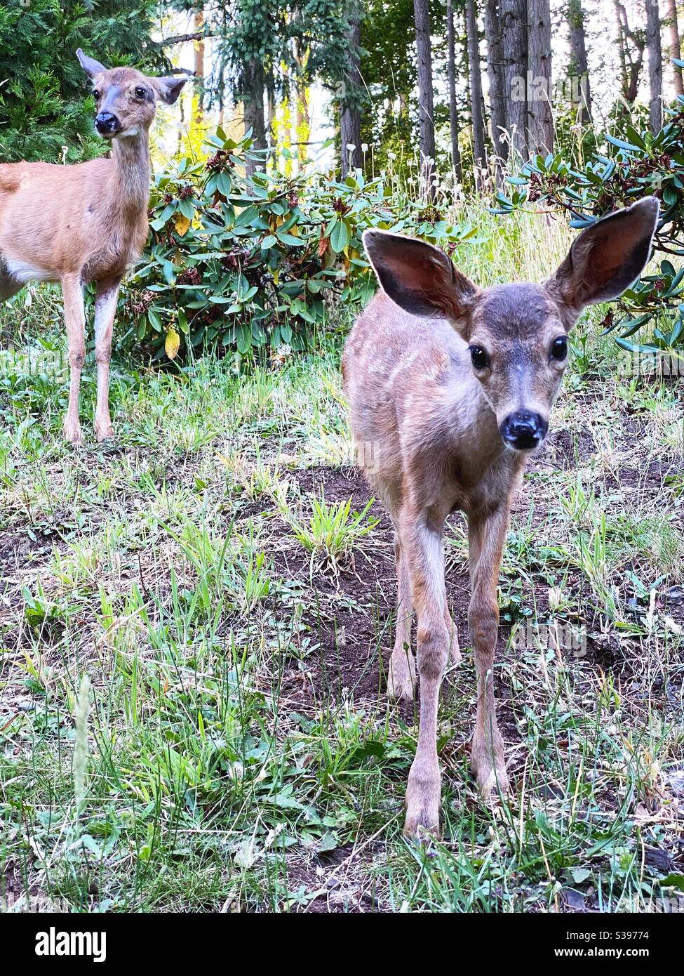 Doe and baby hi-res stock photography and images - Alamy