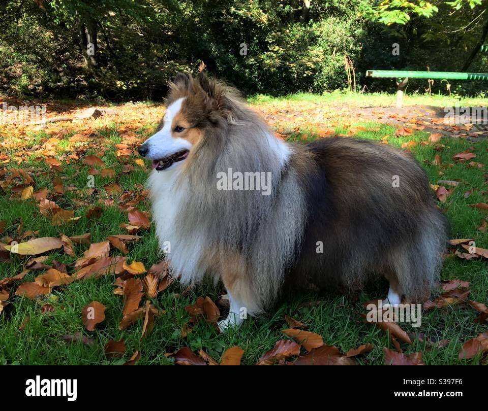 Shetland Sheep dog in the park Stock Photo - Alamy