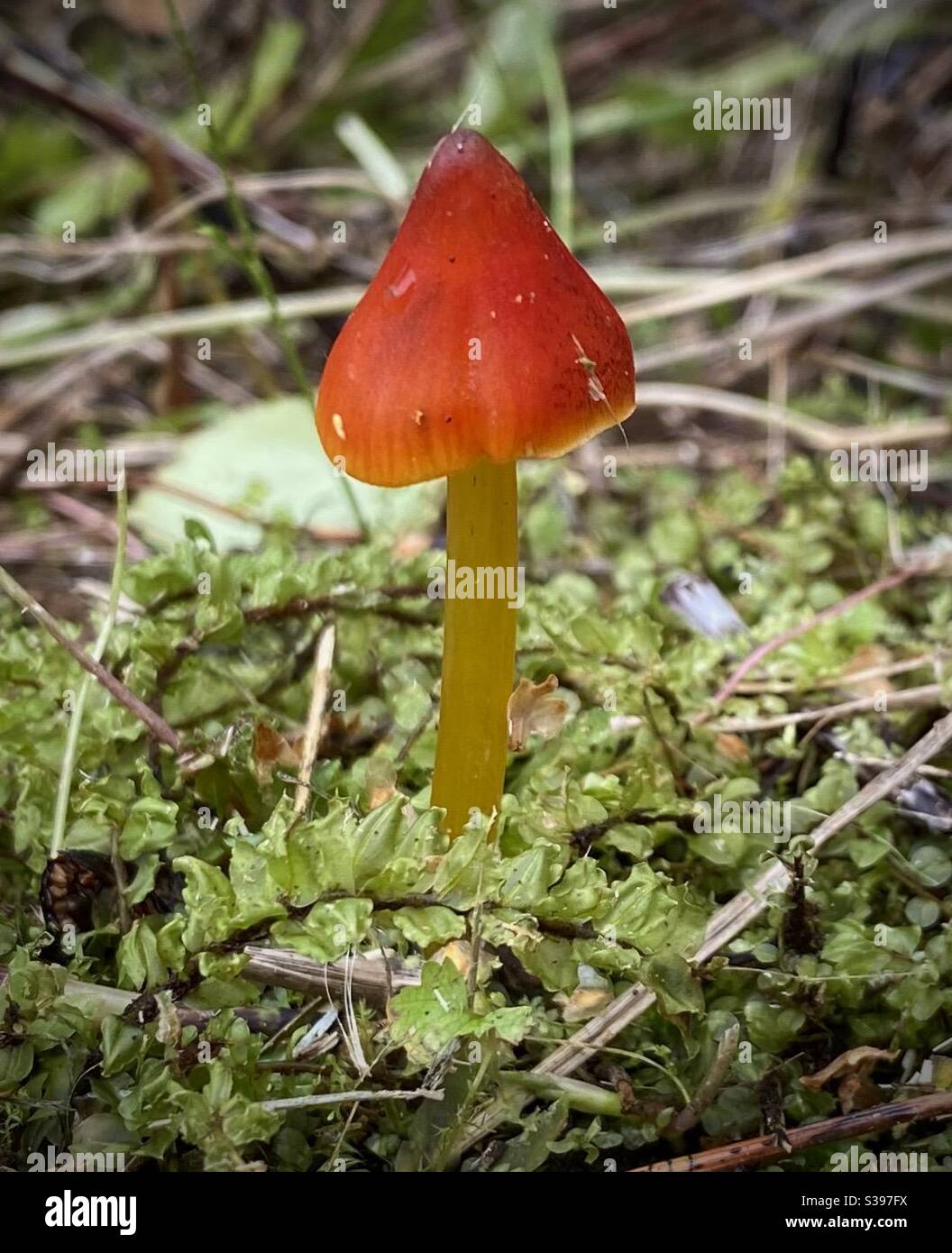 Red and yellow mushroom hi-res stock photography and images - Alamy