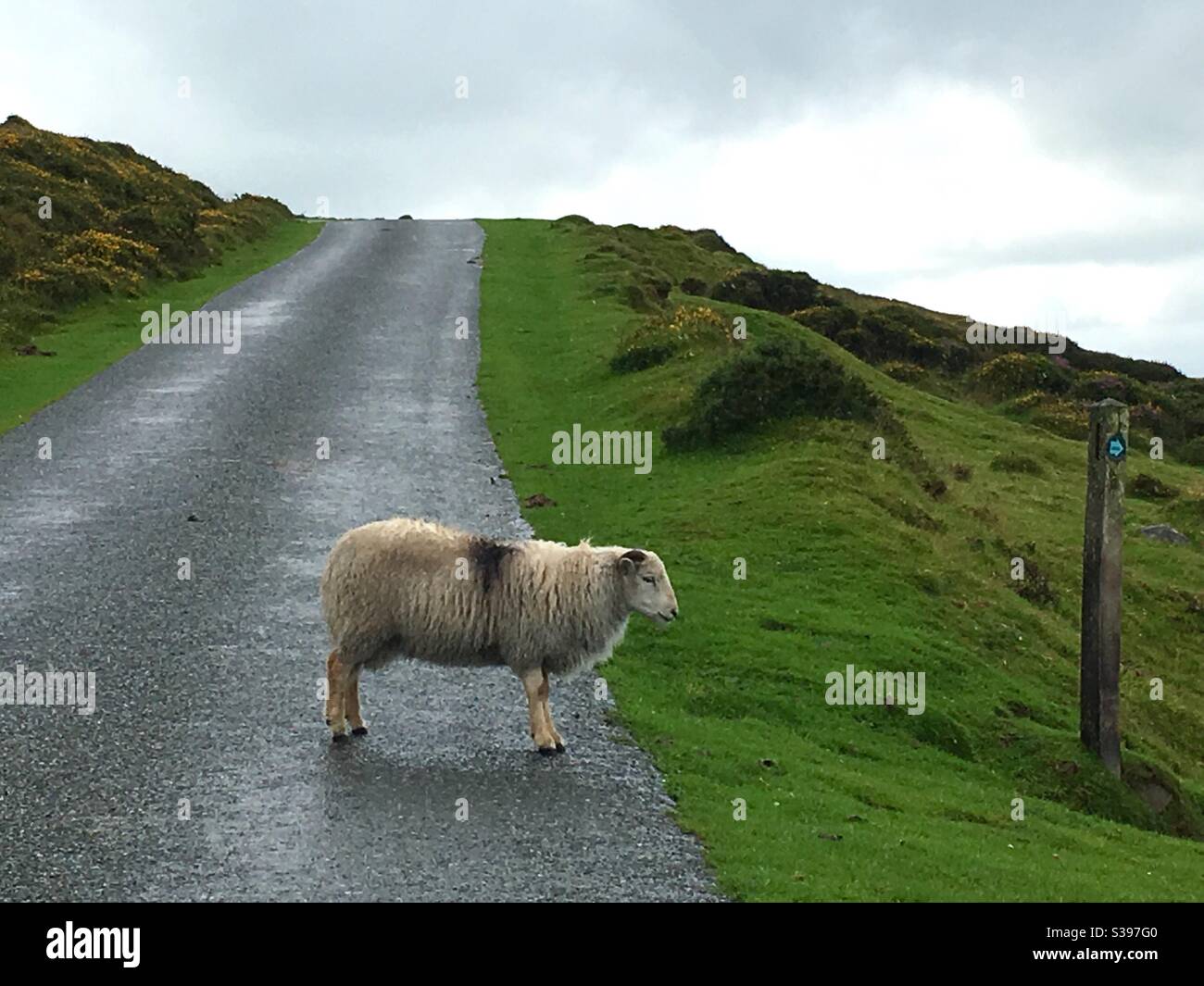 Sheep standing on road hi-res stock photography and images - Alamy
