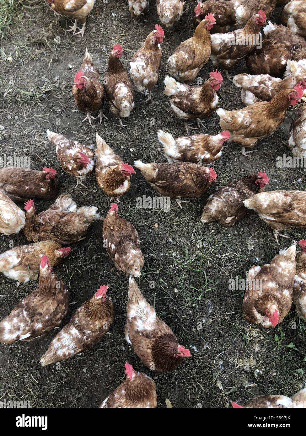 Cage free chickens hi-res stock photography and images - Alamy