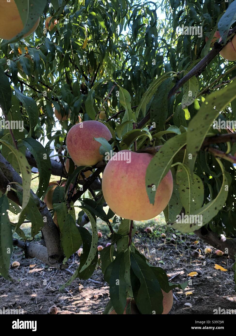 Pick your own peaches hi-res stock photography and images - Alamy