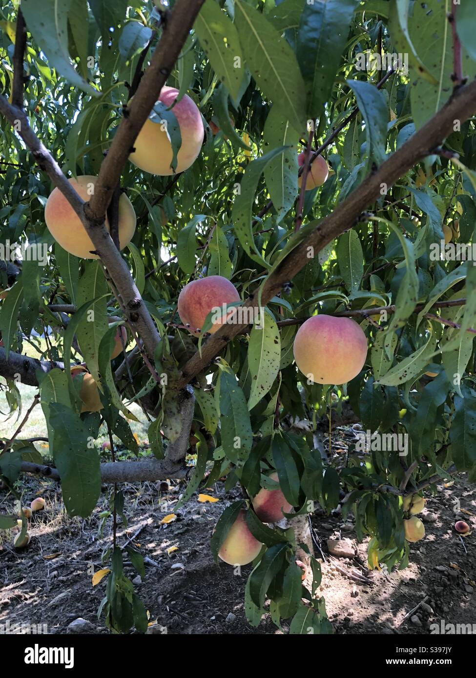 Pick your own peaches hi-res stock photography and images - Alamy