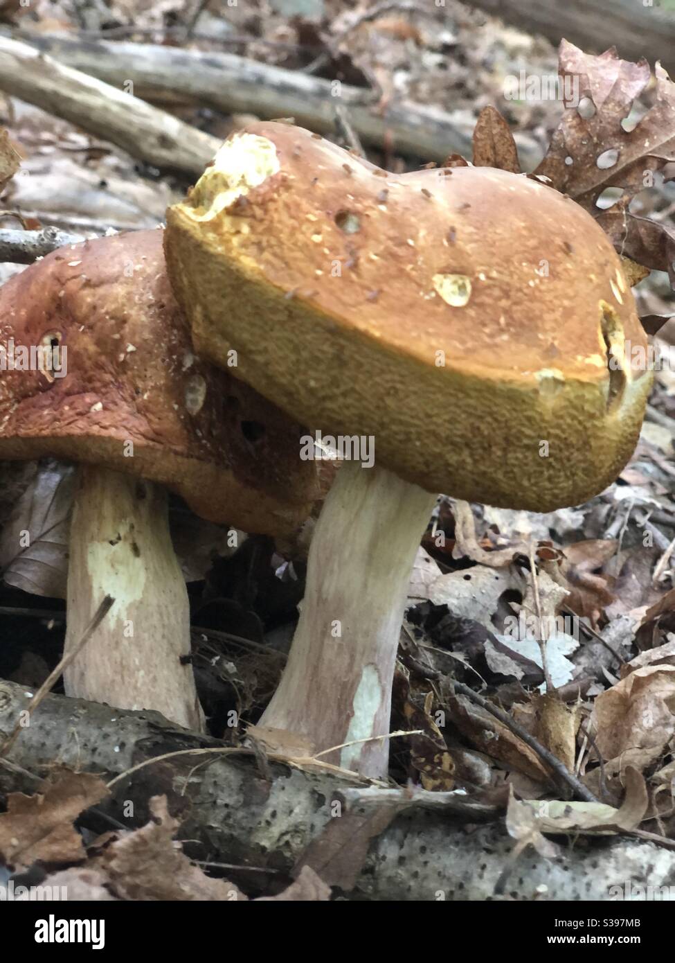 Bolete mushroom hi-res stock photography and images - Alamy