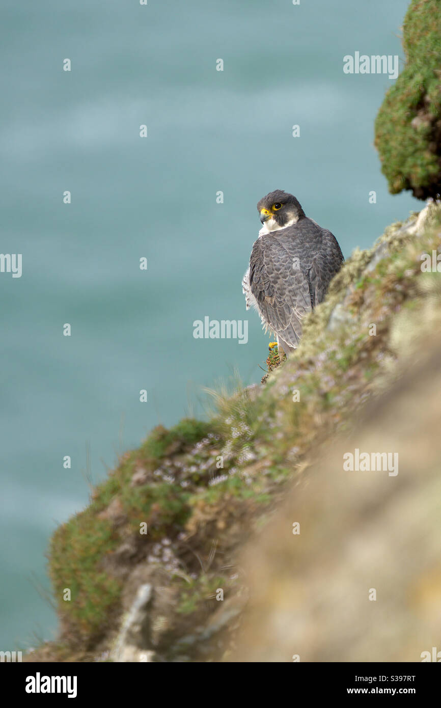 Peregrinefalcon hi-res stock photography and images - Alamy