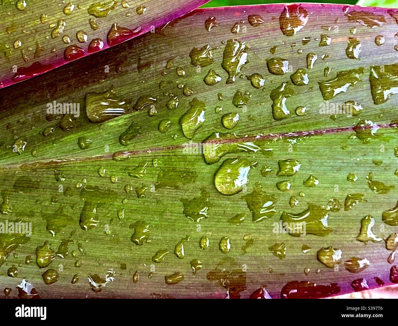 Dew on a leaf after a Hawaii rain Stock Photo - Alamy