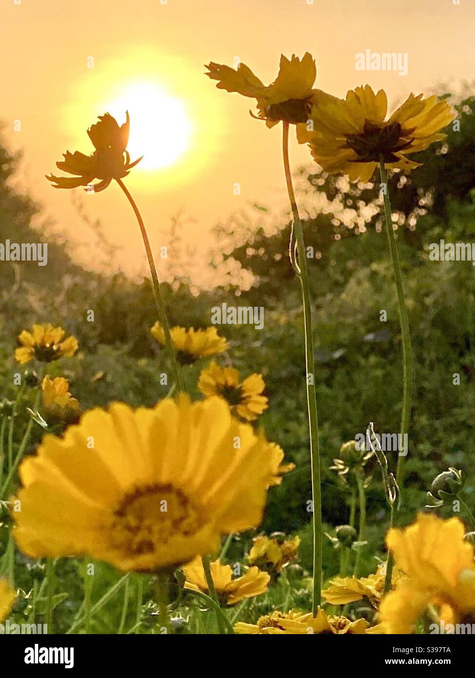 Happy daisies hi-res stock photography and images - Alamy
