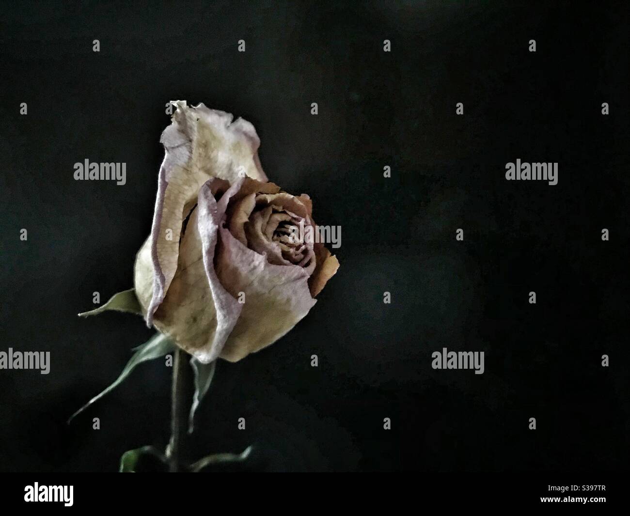 Dying rose hi-res stock photography and images - Alamy