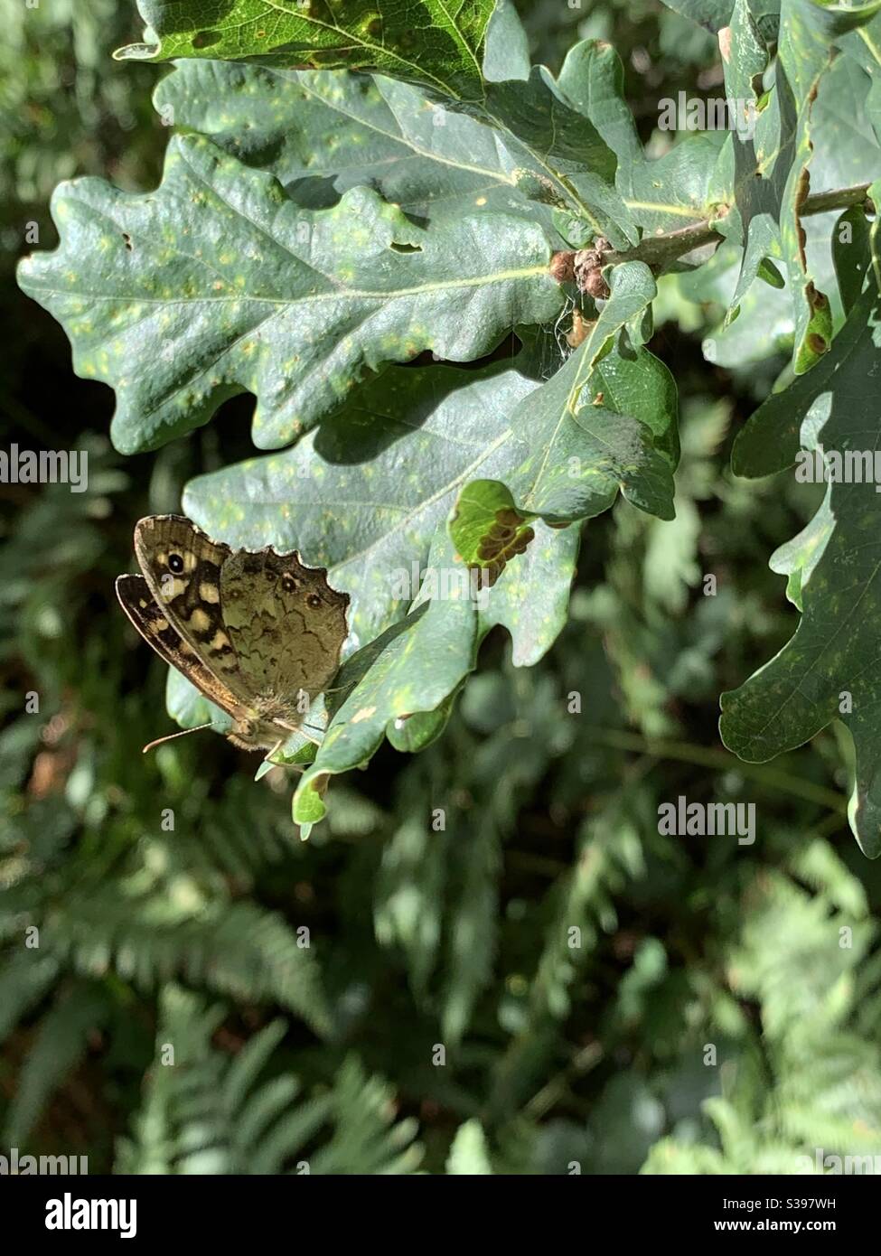 Butterfly on oak leaf Stock Photo - Alamy