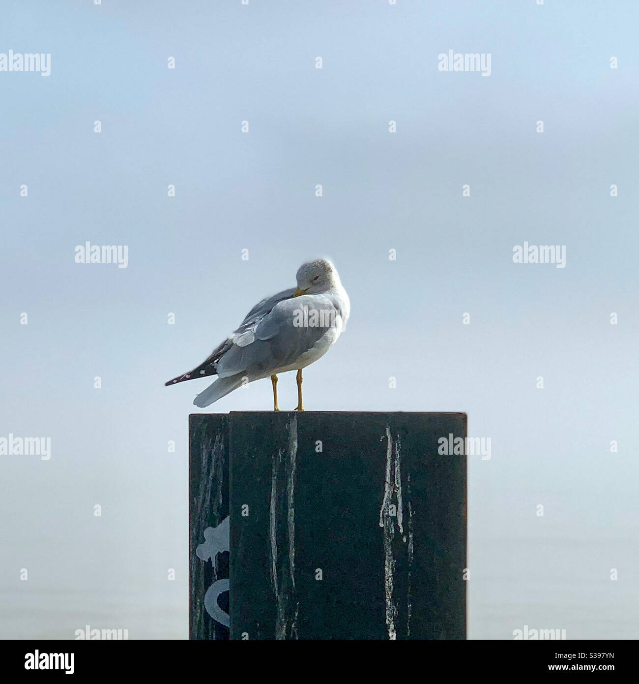 Lone bird hi-res stock photography and images - Alamy