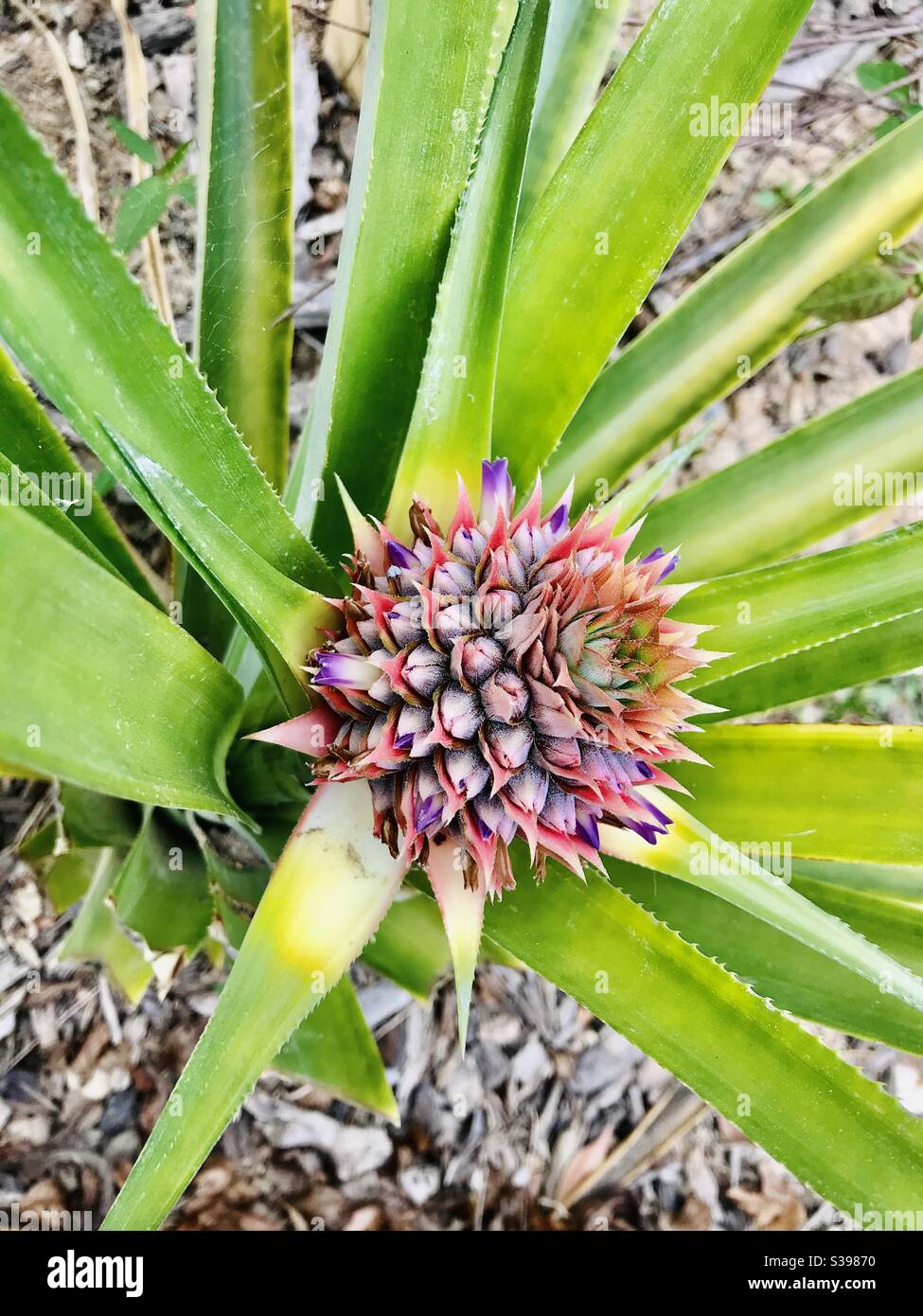 Baby pineapple hi-res stock photography and images - Alamy