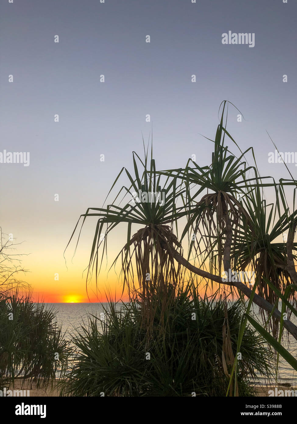 Silhouettes of Pandanus at sunset over the ocean in the Northern ...