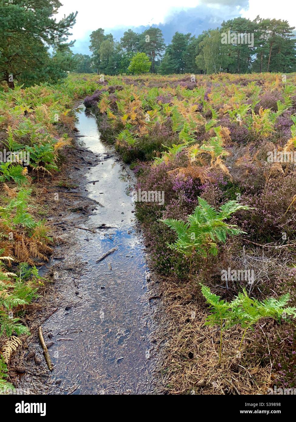 Stormy heathland hi-res stock photography and images - Alamy