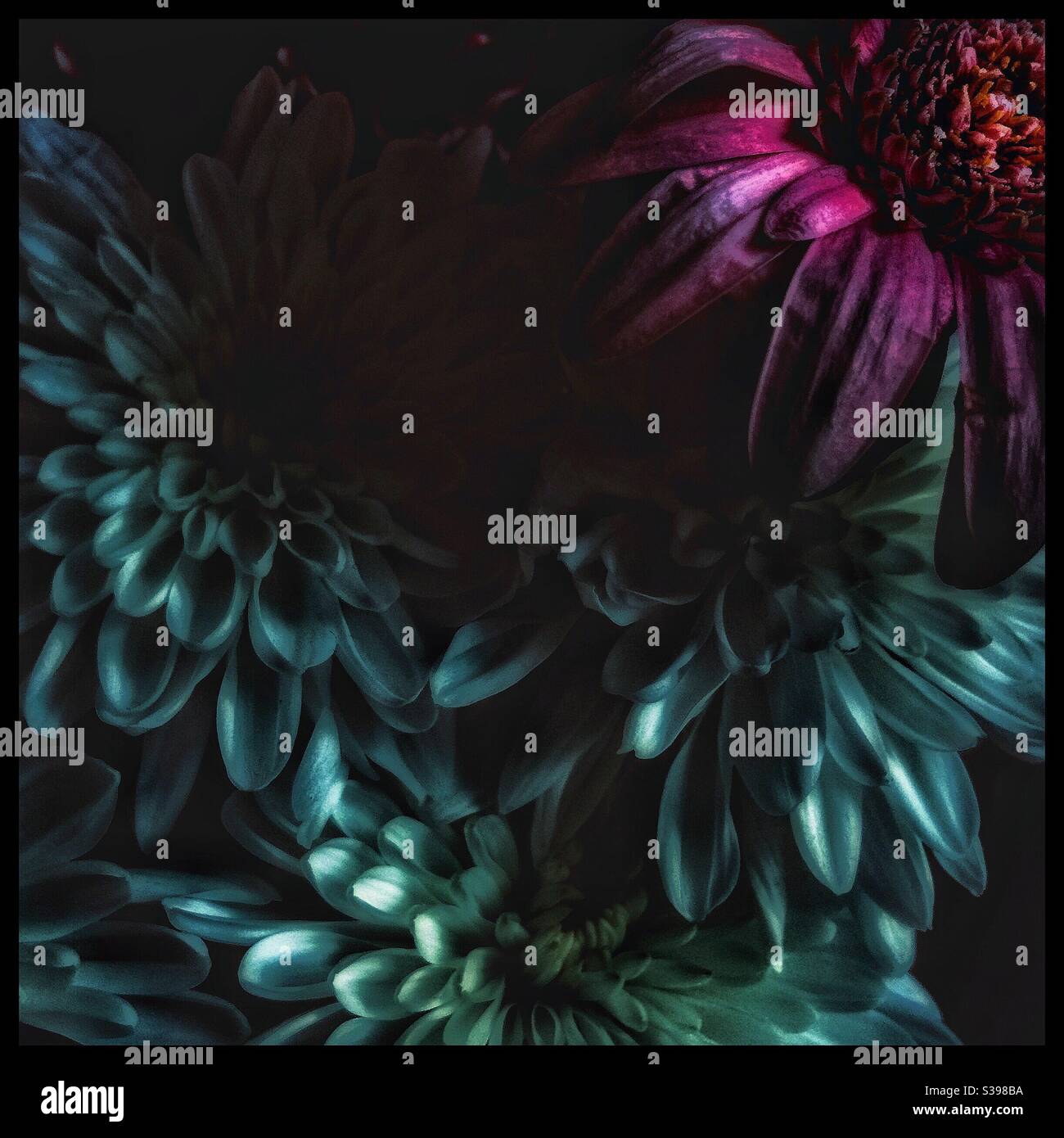 Dark colour flowers hi-res stock photography and images - Alamy