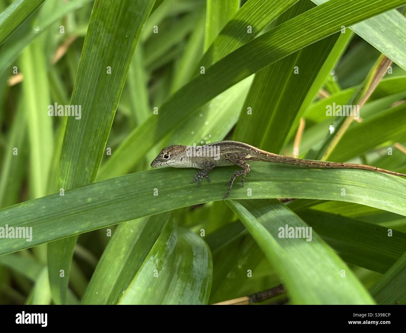 Baby brown anole lizard on green plants Stock Photo - Alamy