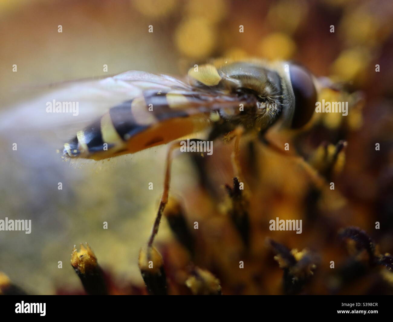 Bee feet hi-res stock photography and images - Alamy