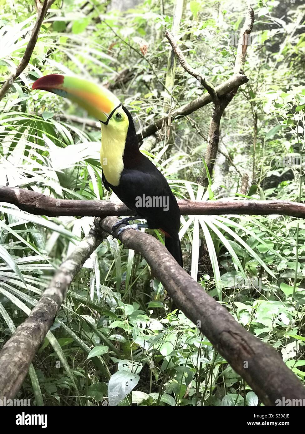 Toucan sam hi-res stock photography and images - Alamy