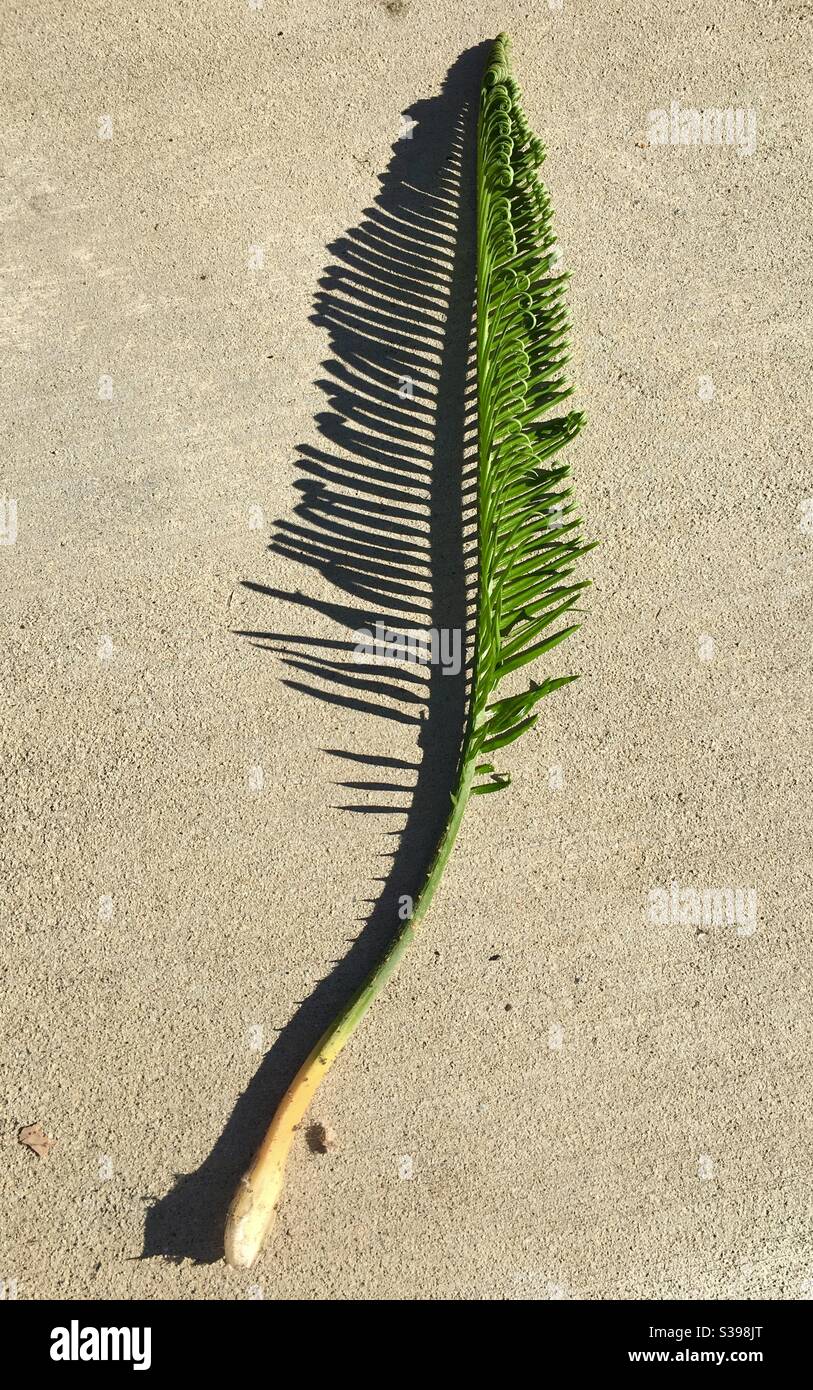 Sago palm leaf with shadow Stock Photo - Alamy