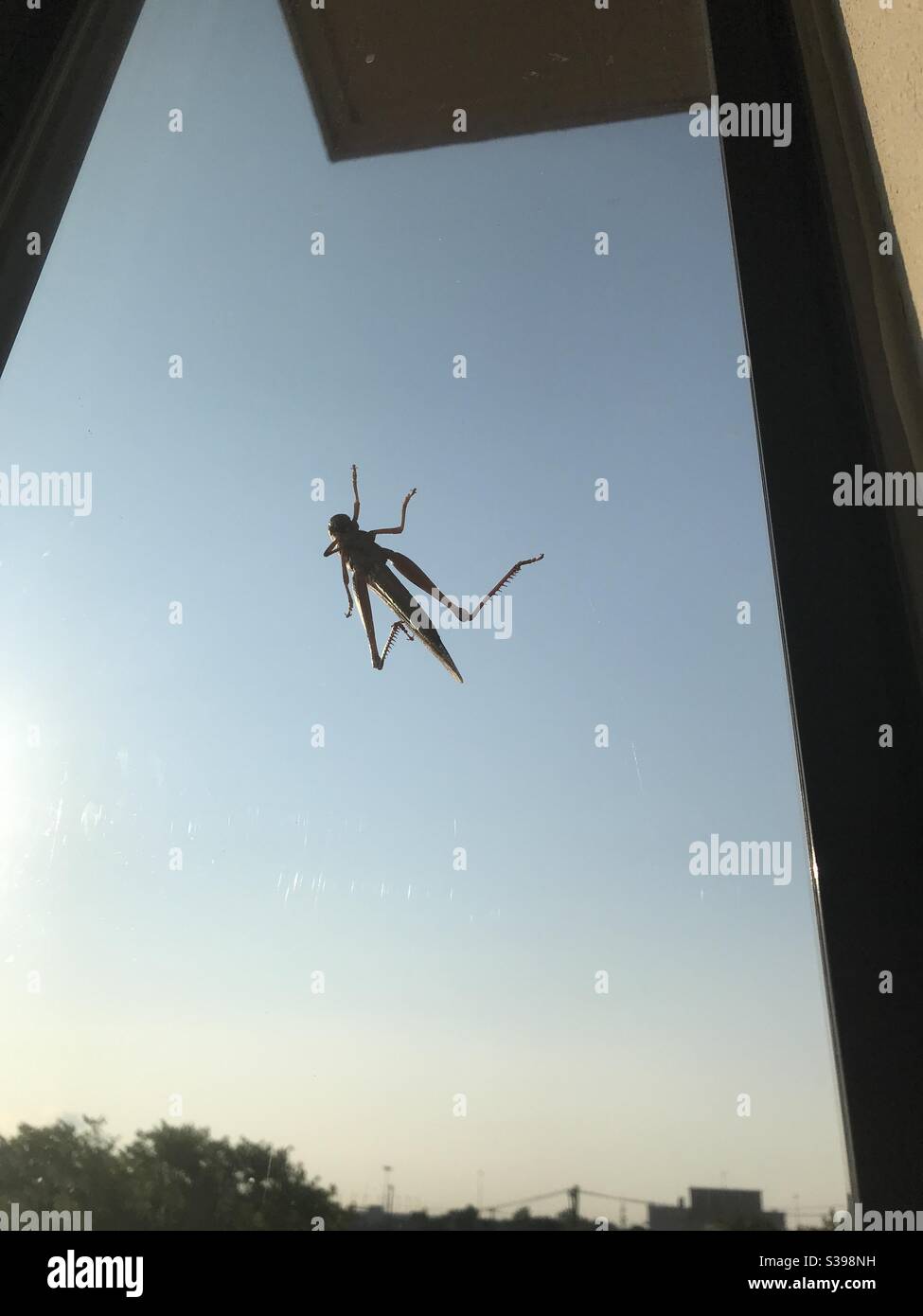 Grasshopper window hi-res stock photography and images - Alamy