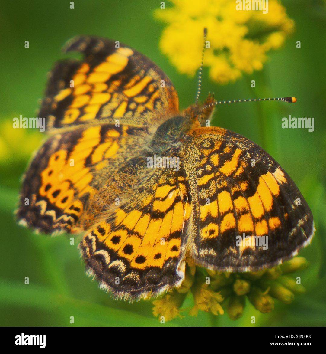 Crescent pearl hi-res stock photography and images - Alamy