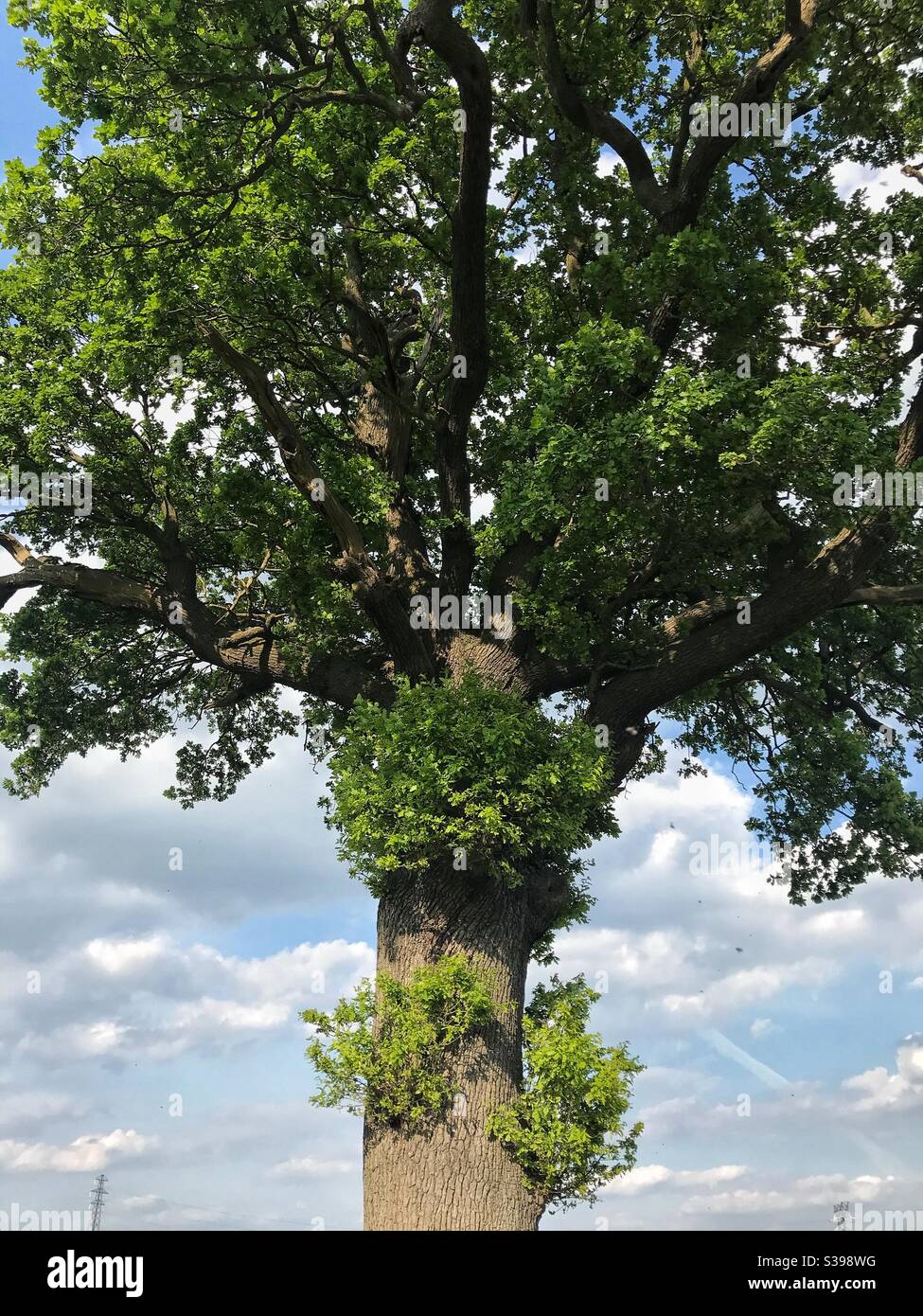 Tree with full foliage against a lightly clouded sky with small pylons ...
