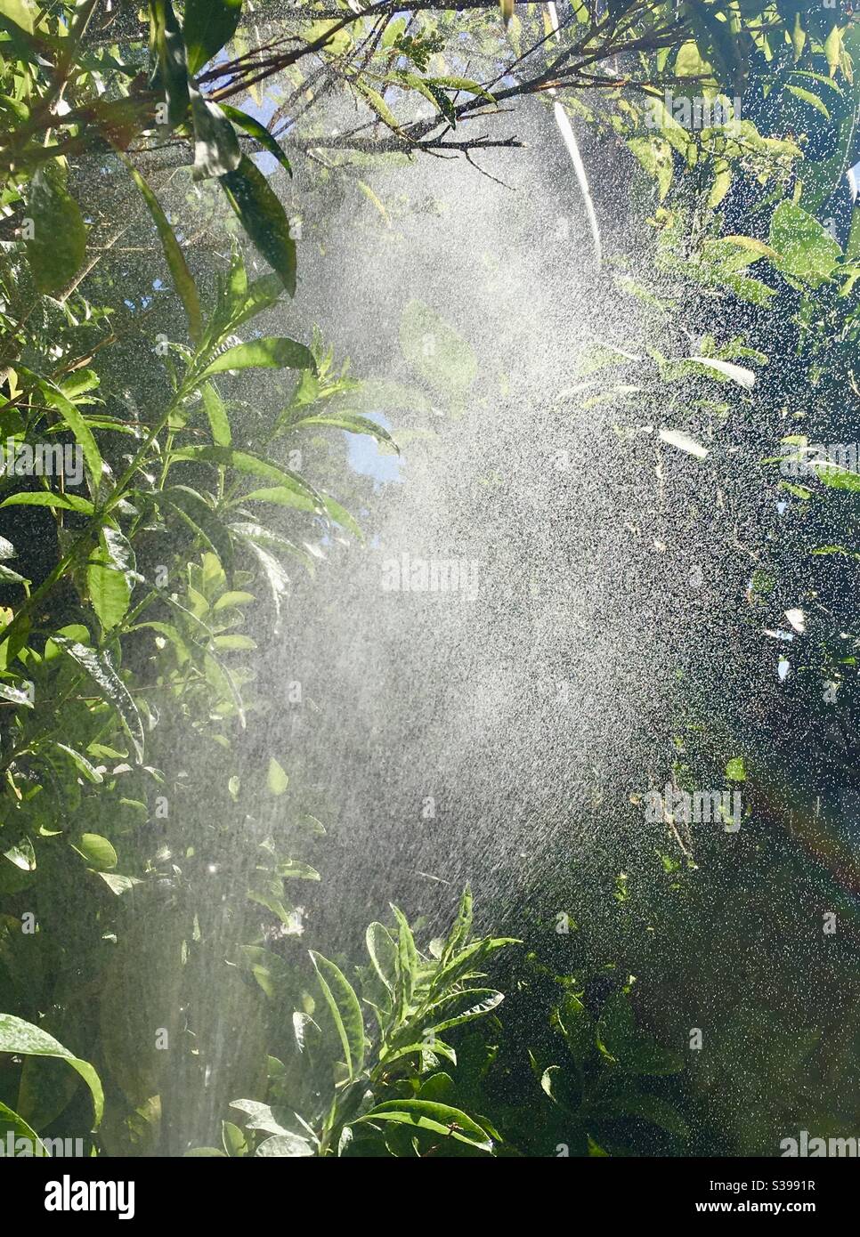 Mist green hi-res stock photography and images - Alamy