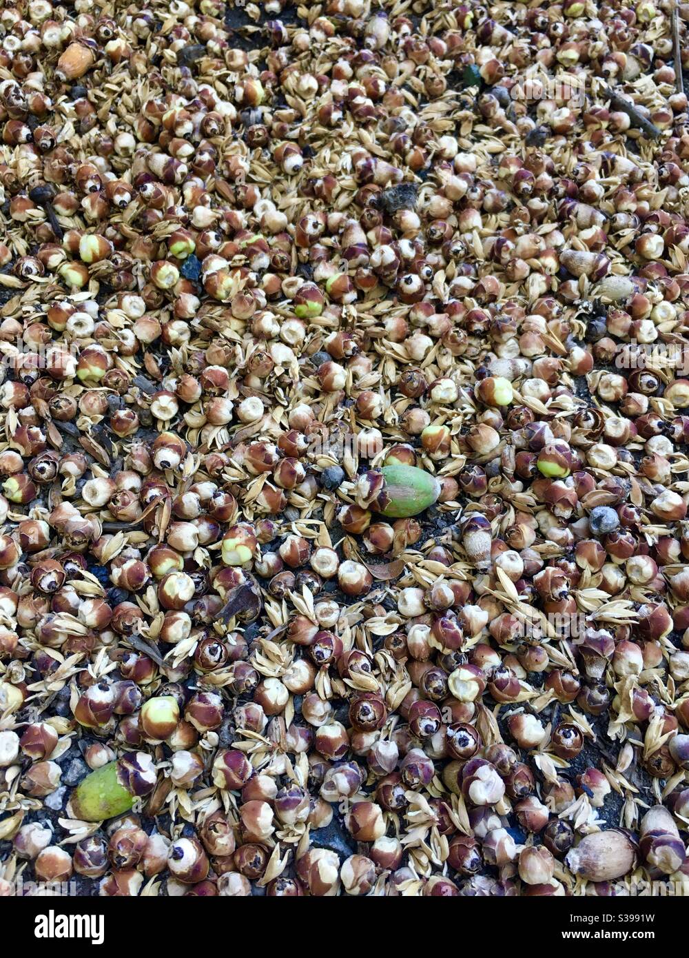 Seeds on palm hi-res stock photography and images - Alamy