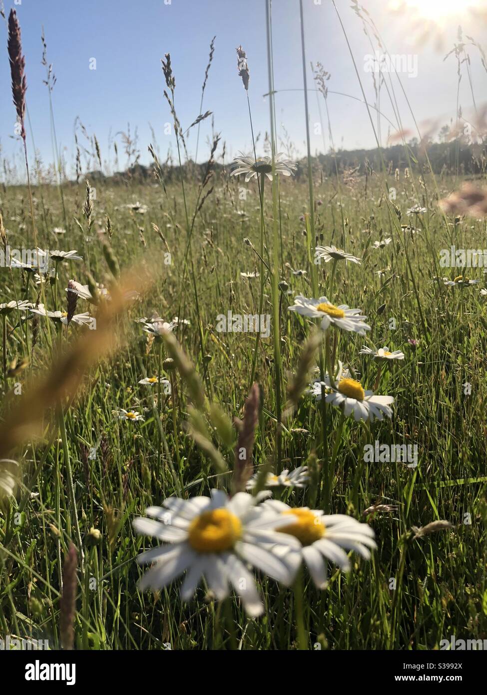 Daisy field hi-res stock photography and images - Alamy