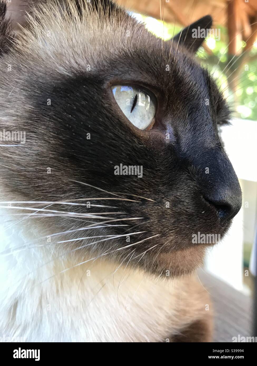 Big Blue Eye High Resolution Stock Photography and Images - Alamy