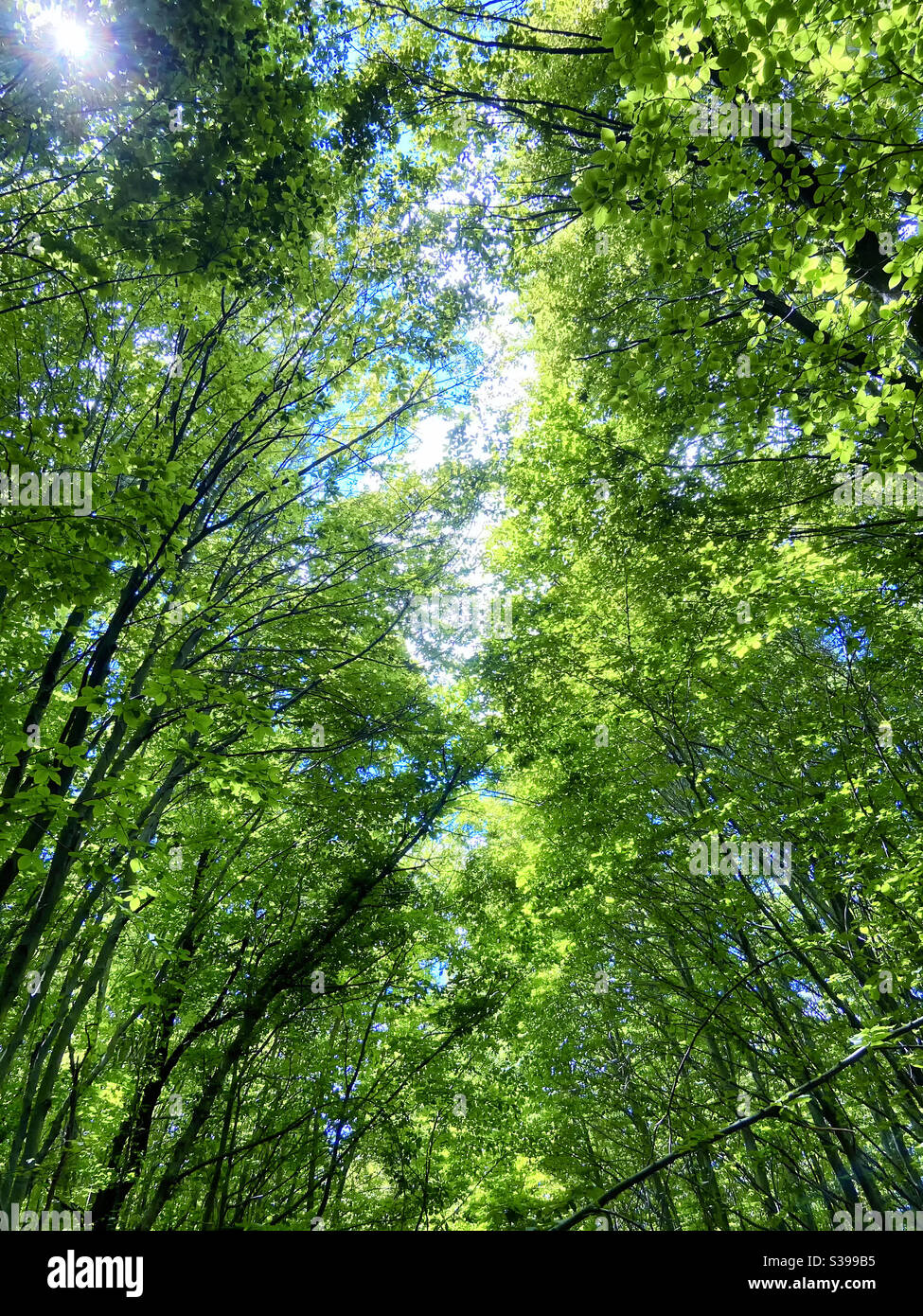 Green forest view hi-res stock photography and images - Alamy