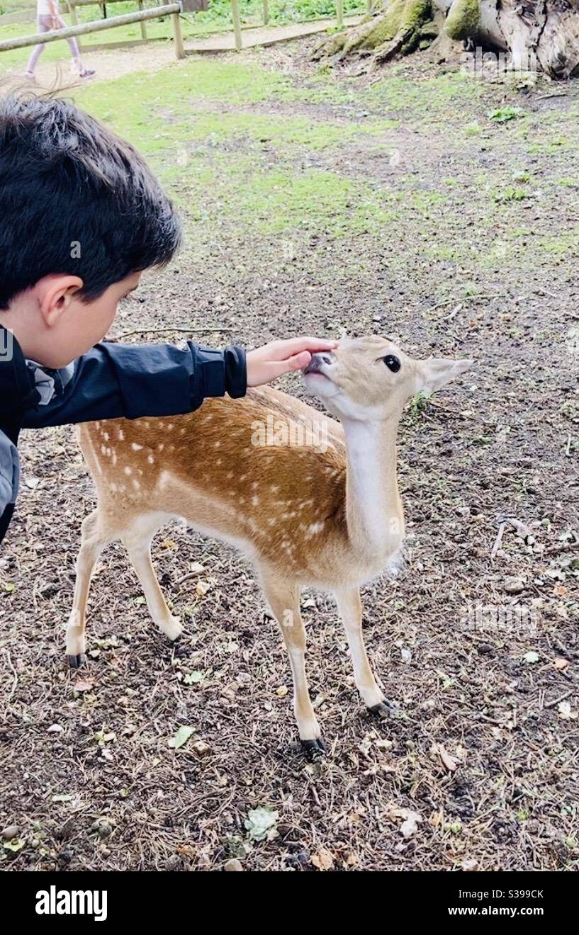 Baby deer feeding hi-res stock photography and images - Alamy