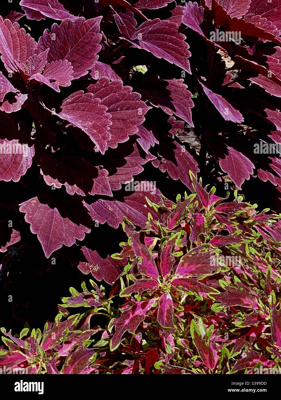 Coleus colors hi-res stock photography and images - Alamy