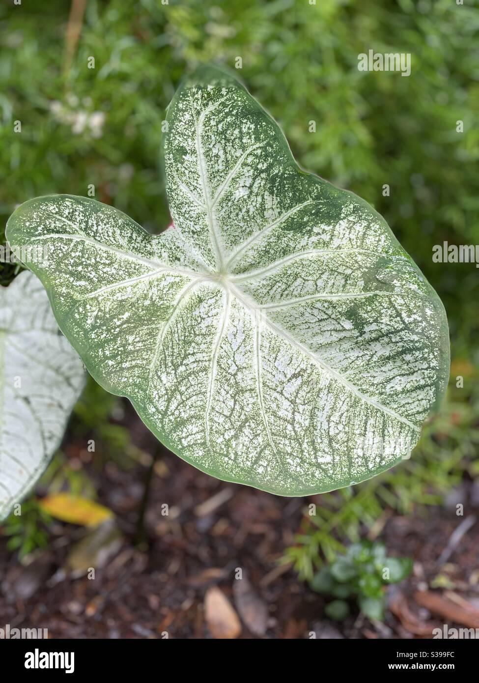Green and white caladium in a garden Stock Photo - Alamy