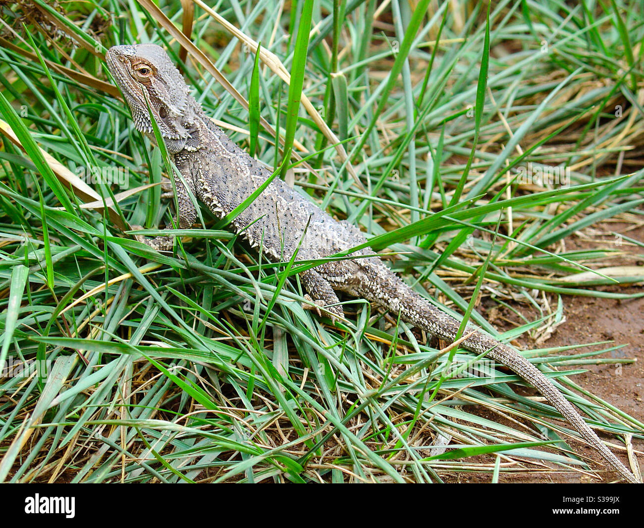 Lizard in grass hi-res stock photography and images - Alamy