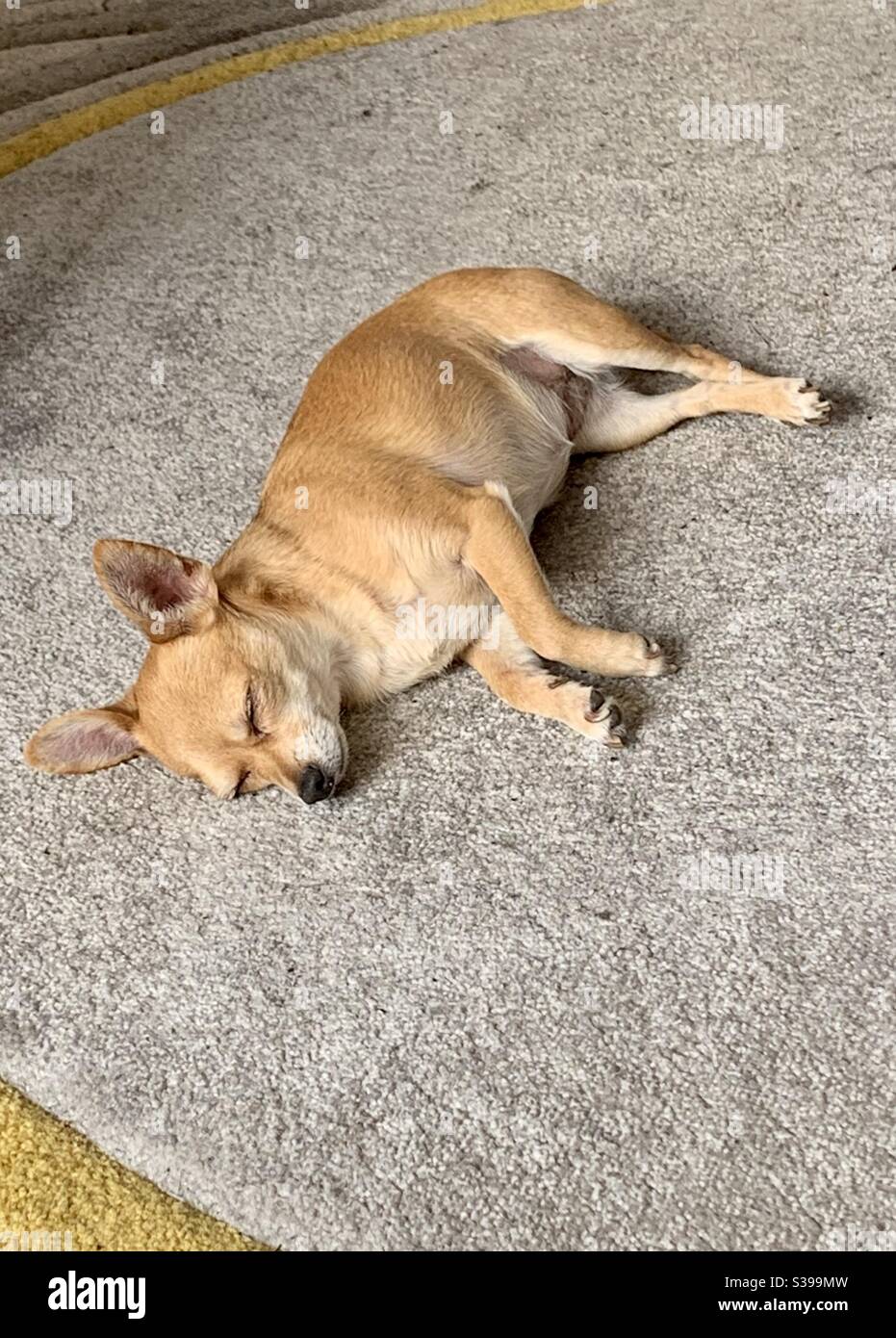 Dog sleeping on toy hi-res stock photography and images - Alamy