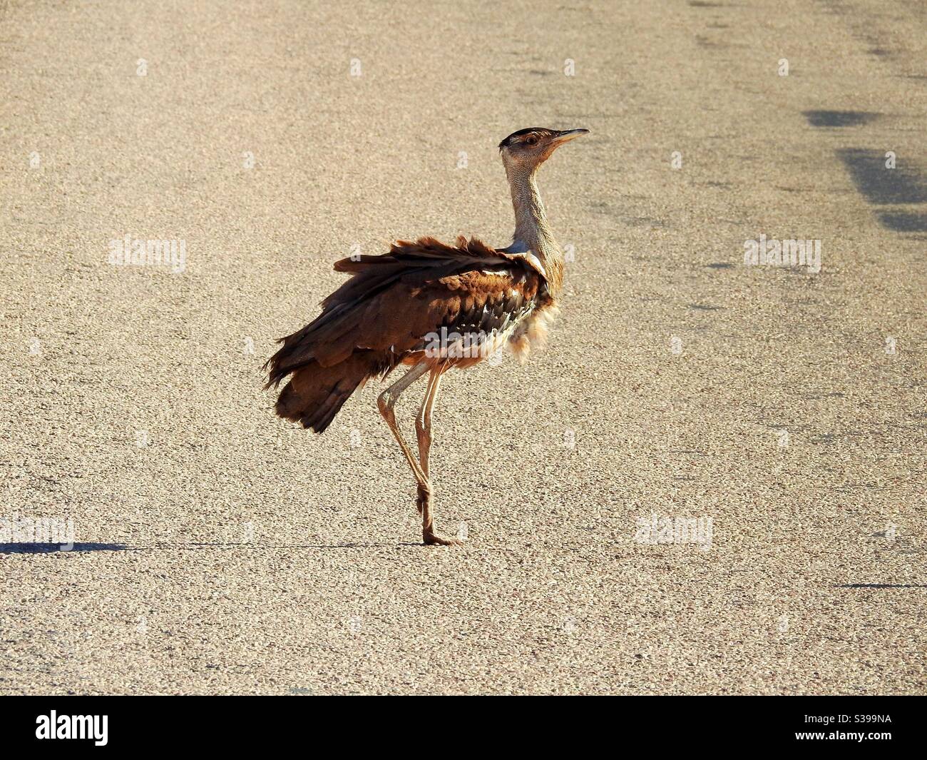 Australian Ground Dwelling Bird High Resolution Stock Photography and ...