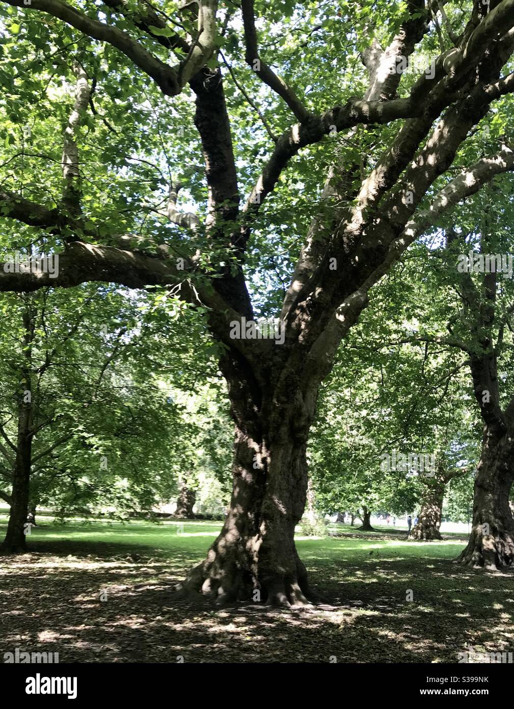 Tree - Bute Park Cardiff Stock Photo - Alamy