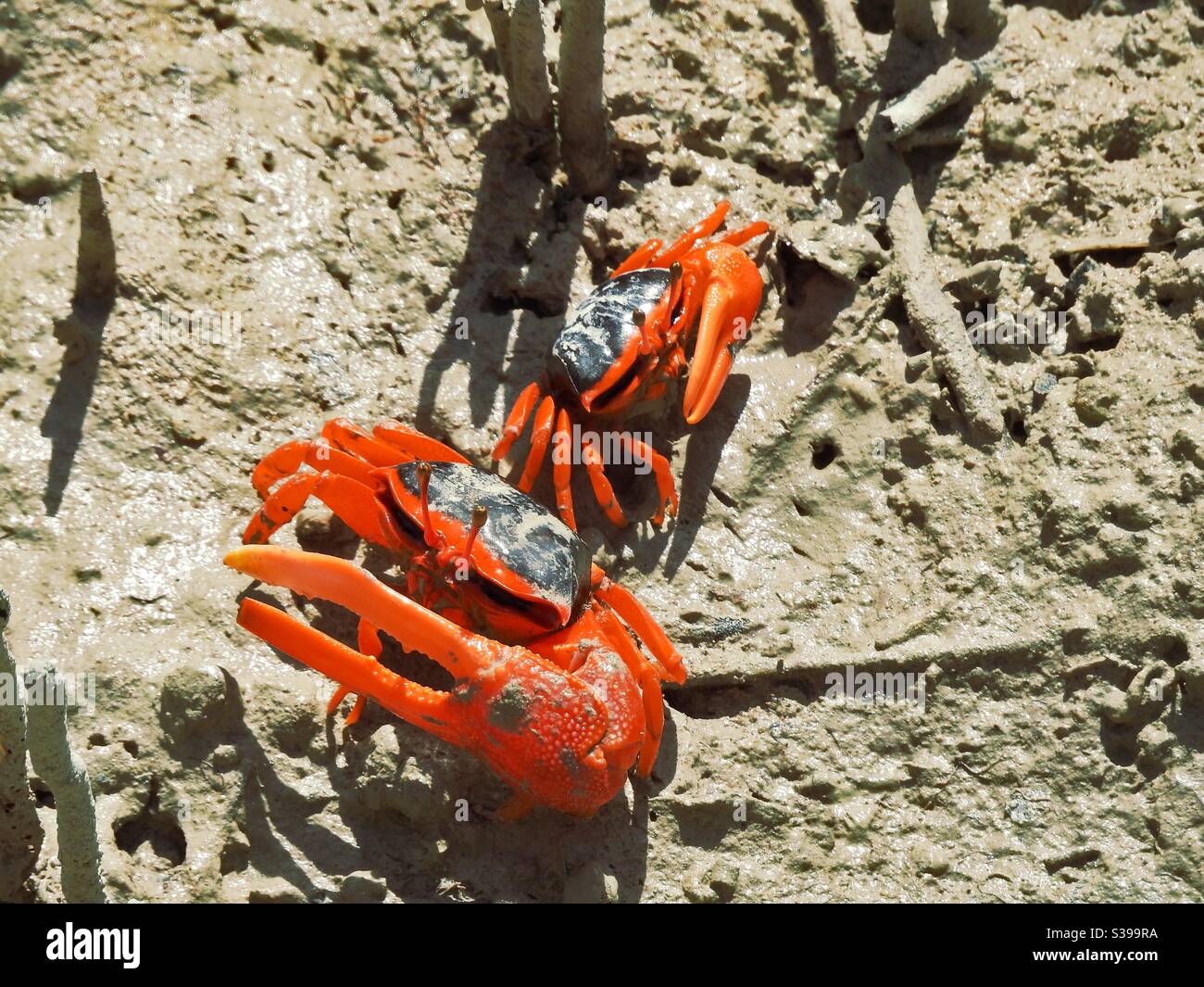Mangrove Crabs High Resolution Stock Photography and Images - Alamy