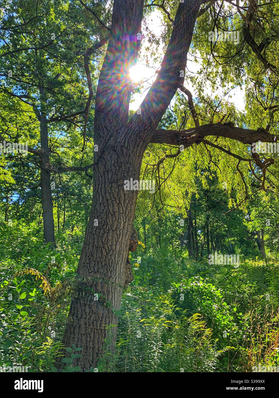 Lush summer vegetation hi-res stock photography and images - Alamy