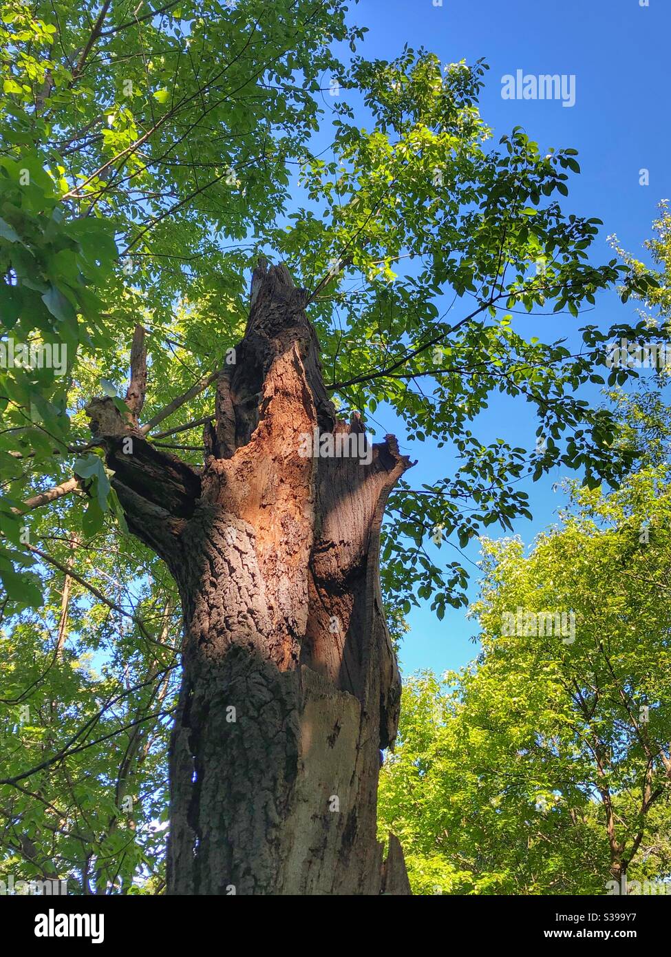 Lush nature hi-res stock photography and images - Alamy