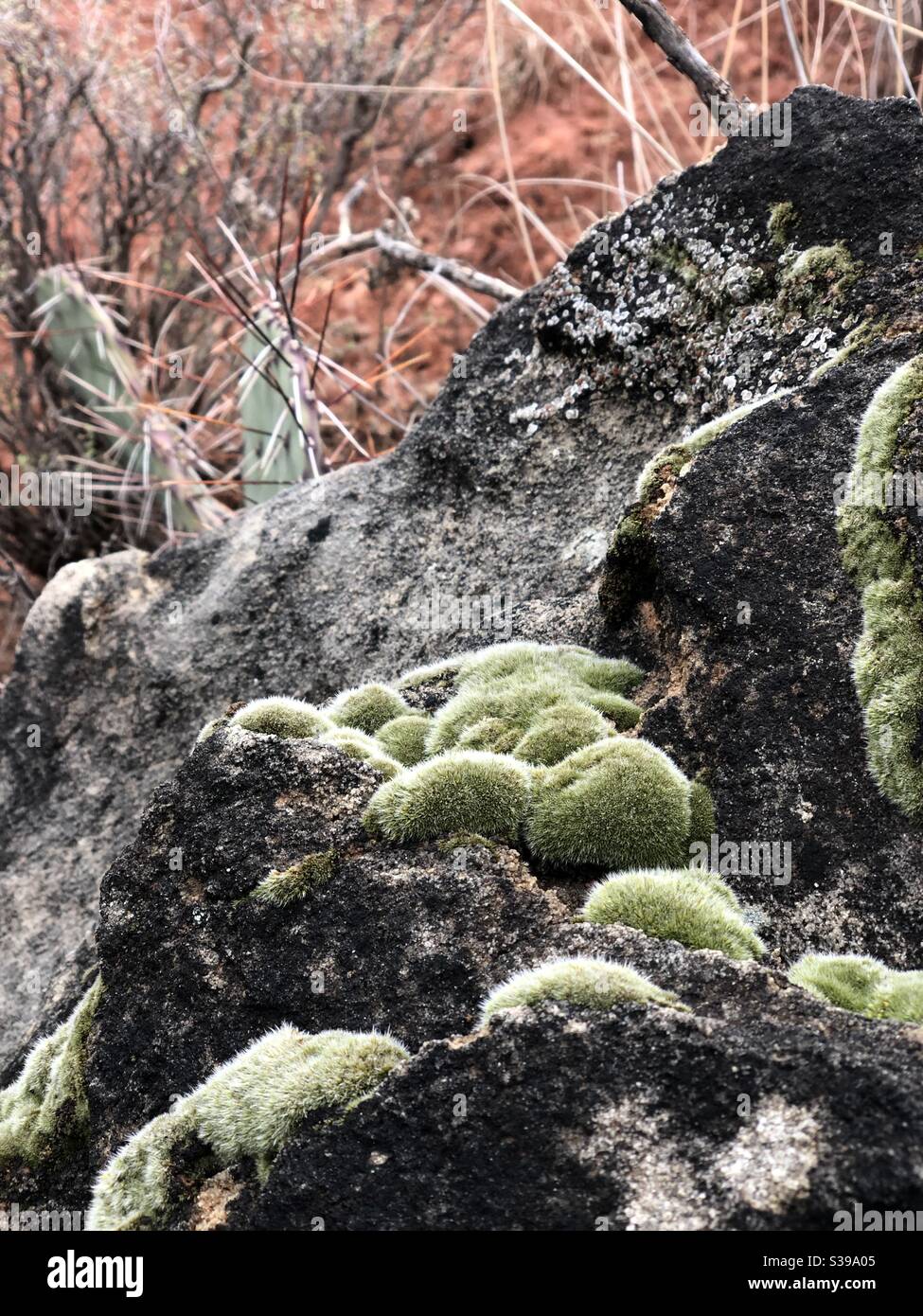 Rock with moss hi-res stock photography and images - Alamy