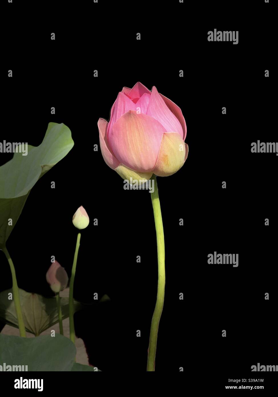 Hoa sen hi-res stock photography and images - Alamy