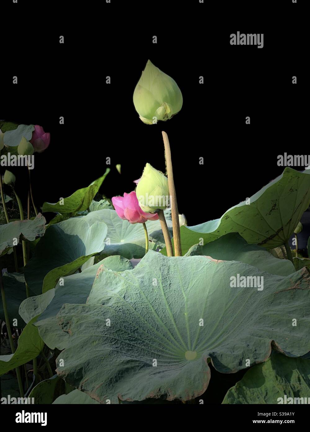 Hoa sen hi-res stock photography and images - Alamy