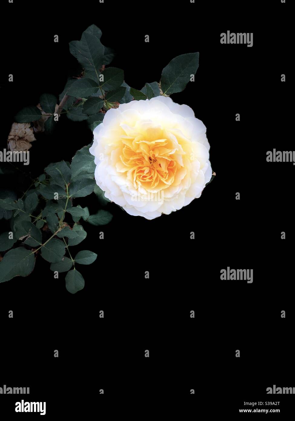 Hoa hong hi-res stock photography and images - Alamy