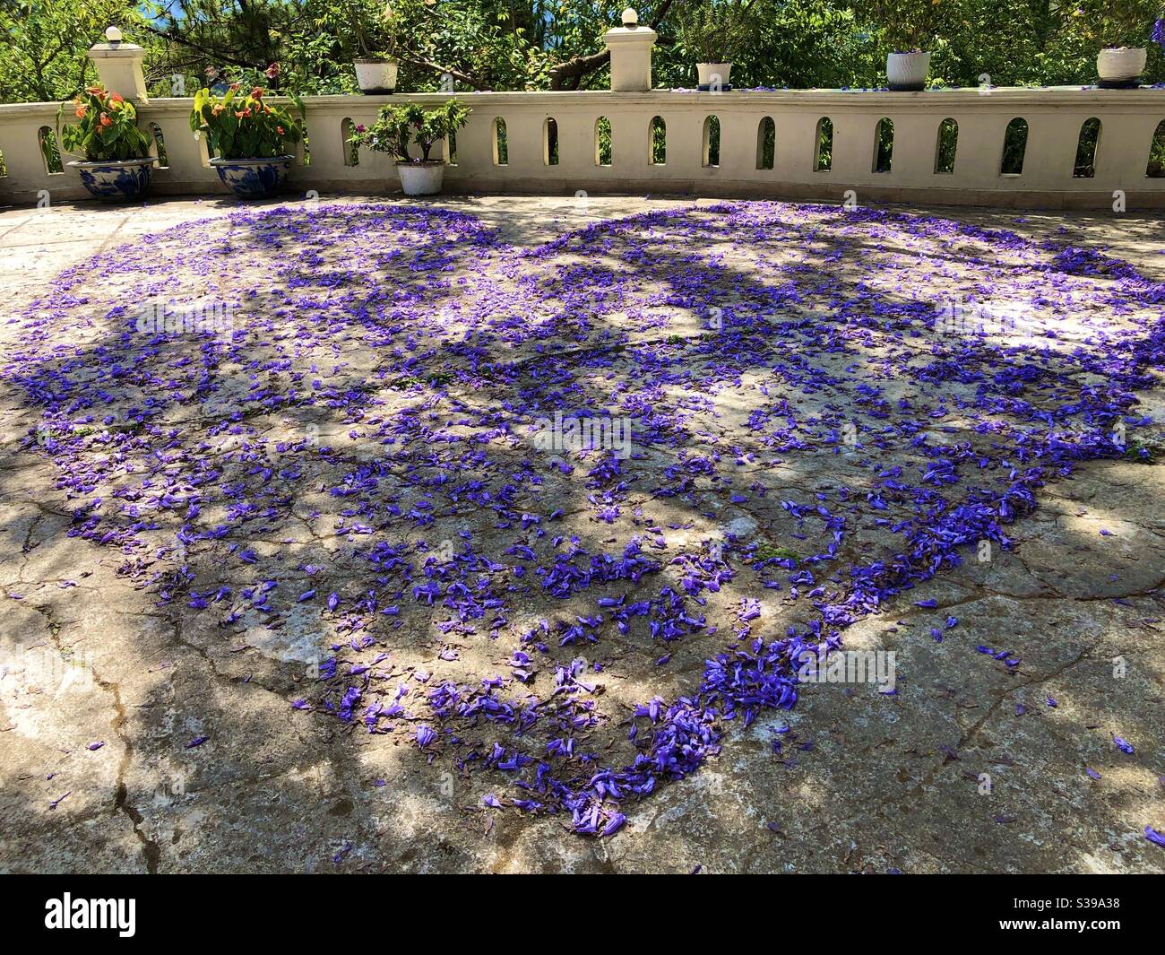 Mau tim hi-res stock photography and images - Alamy