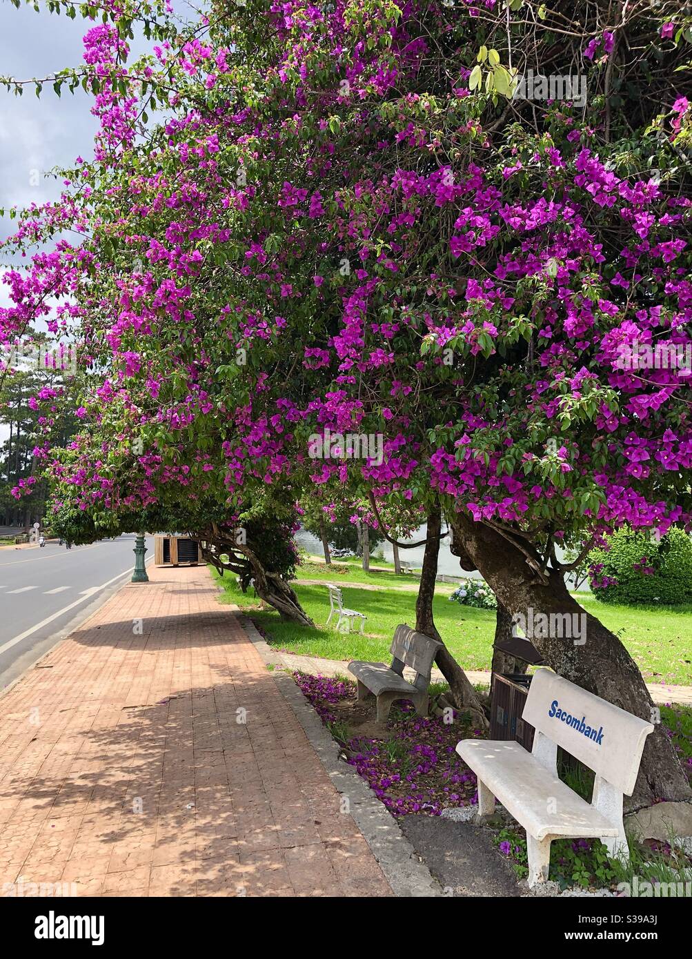Giay hi-res stock photography and images - Alamy
