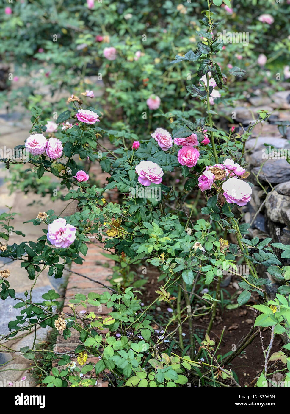 Hoa hong hi-res stock photography and images - Alamy