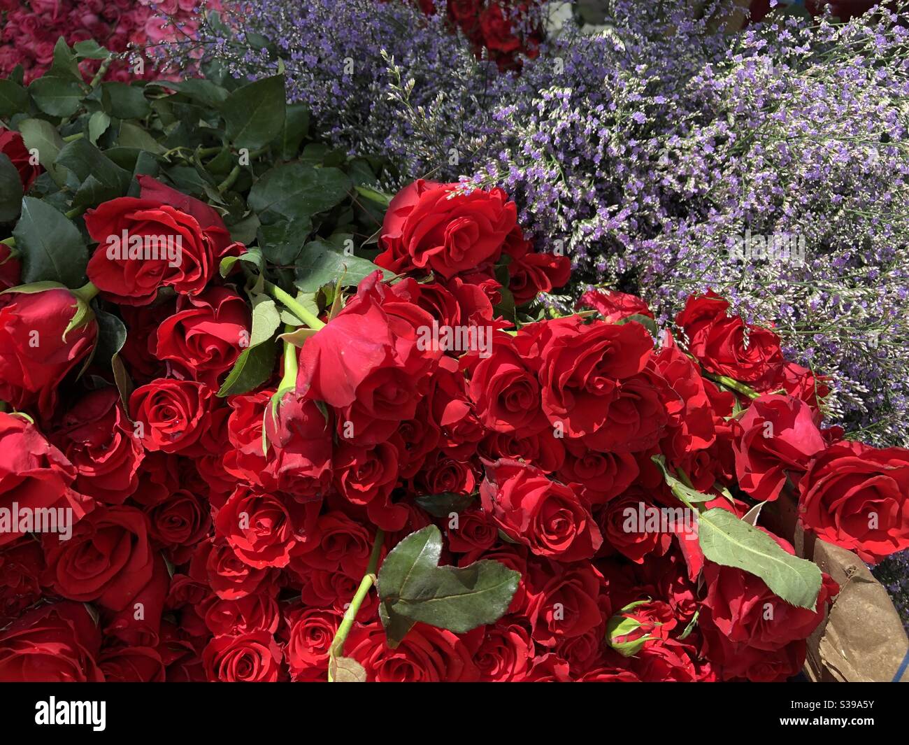 Hoa hong hi-res stock photography and images - Alamy