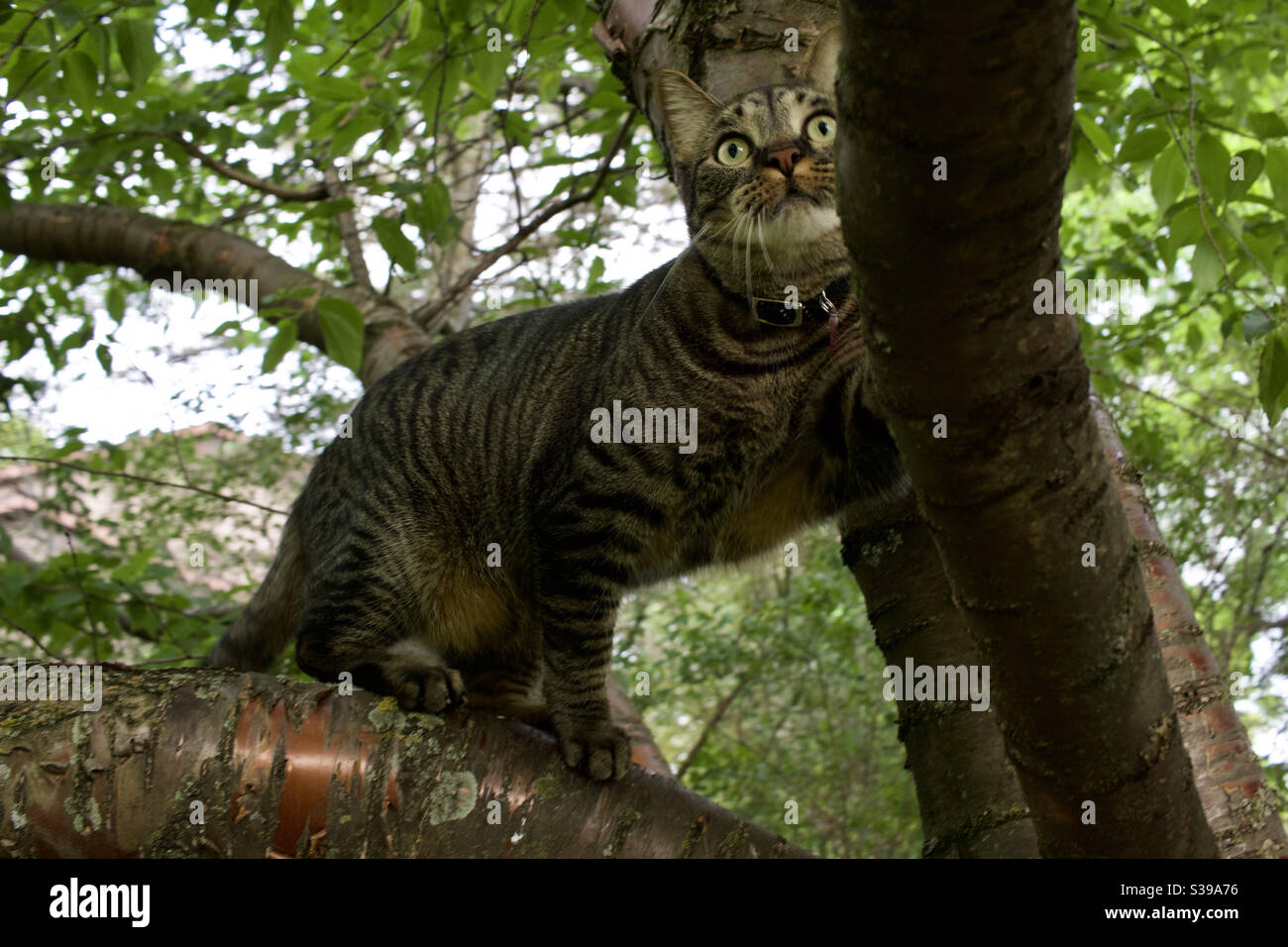 Tabby in tree hi-res stock photography and images - Alamy